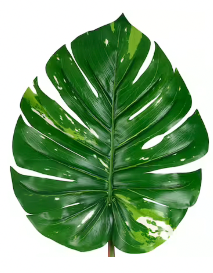 Boutique Plant Store in Edmonton | Glass Earth Inc